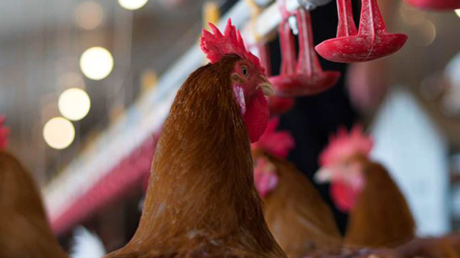 About Aviagen | Aviagen