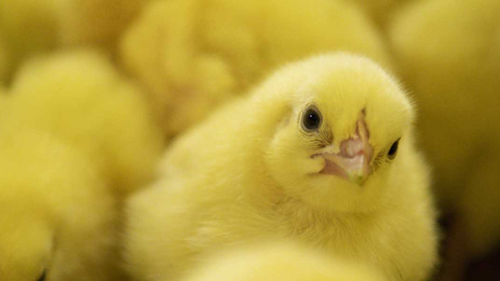 About Aviagen | Aviagen